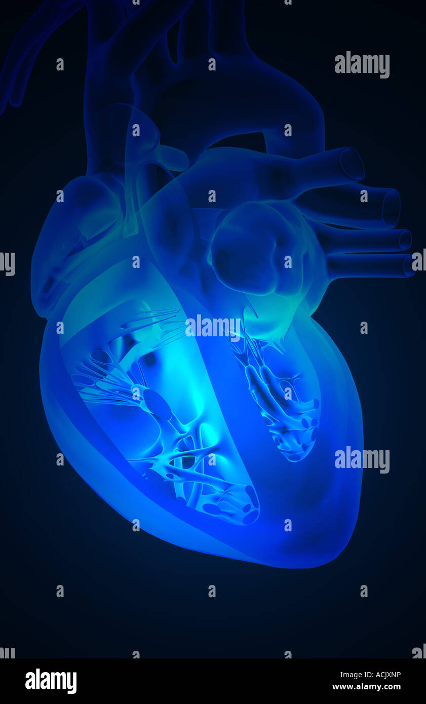 Sectional anatomy of the heart Stock Photo - Alamy