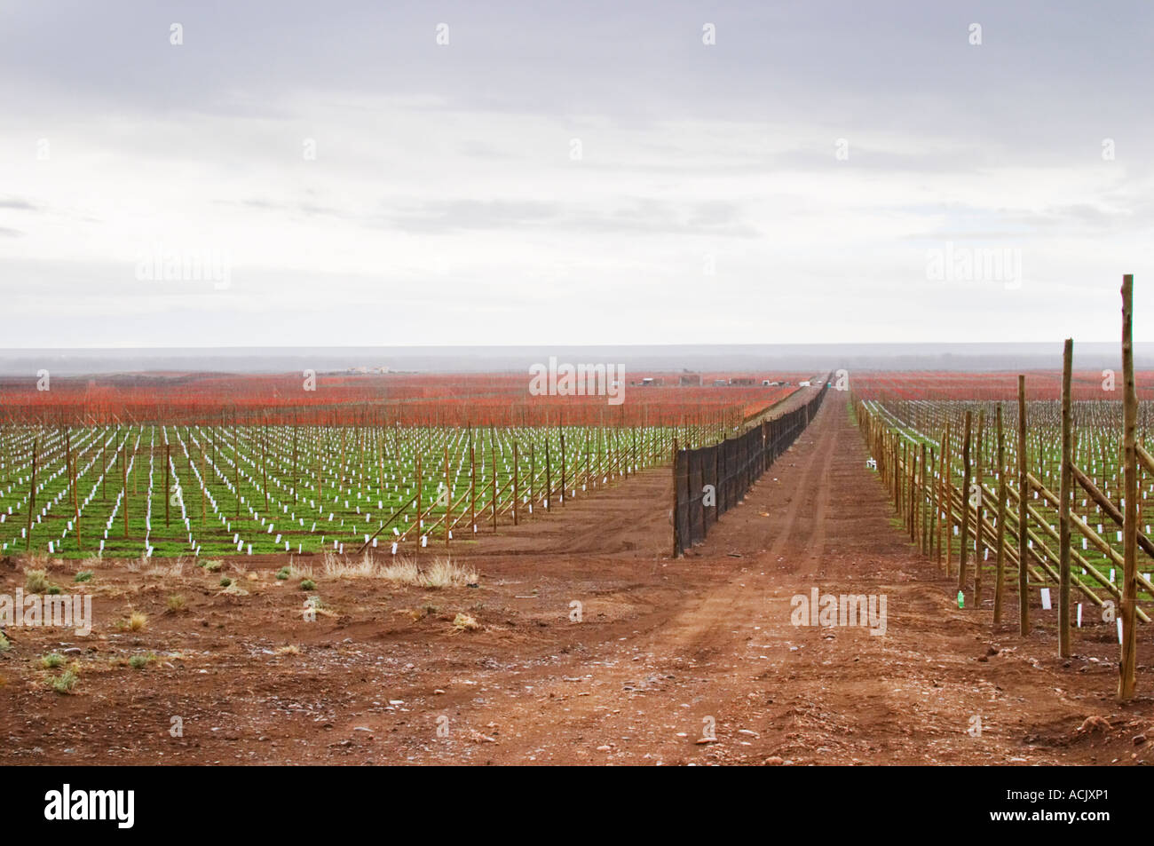 Argentina wine country net hi-res stock photography and images - Alamy