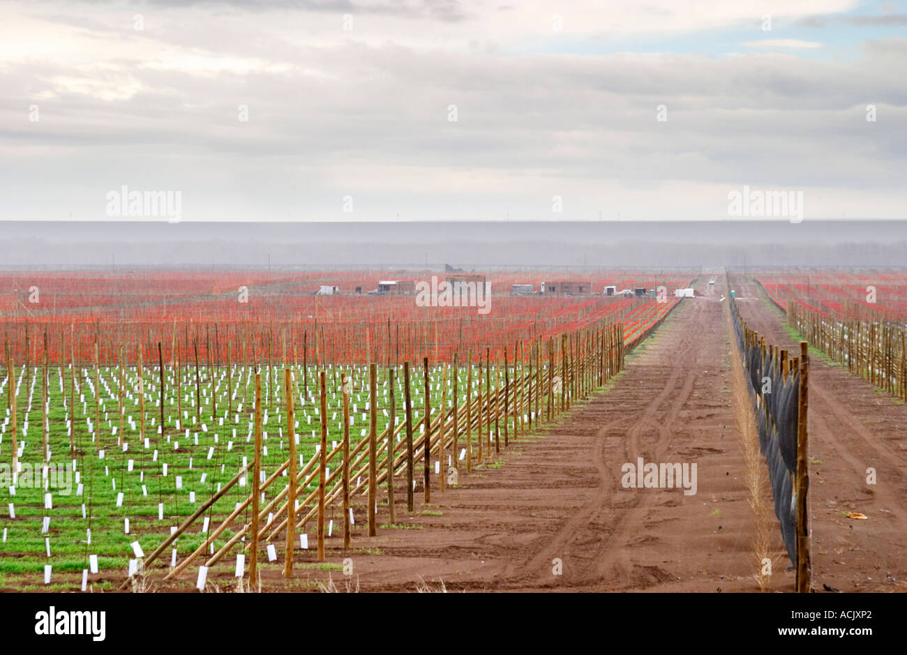Argentina wine country net hi-res stock photography and images - Alamy