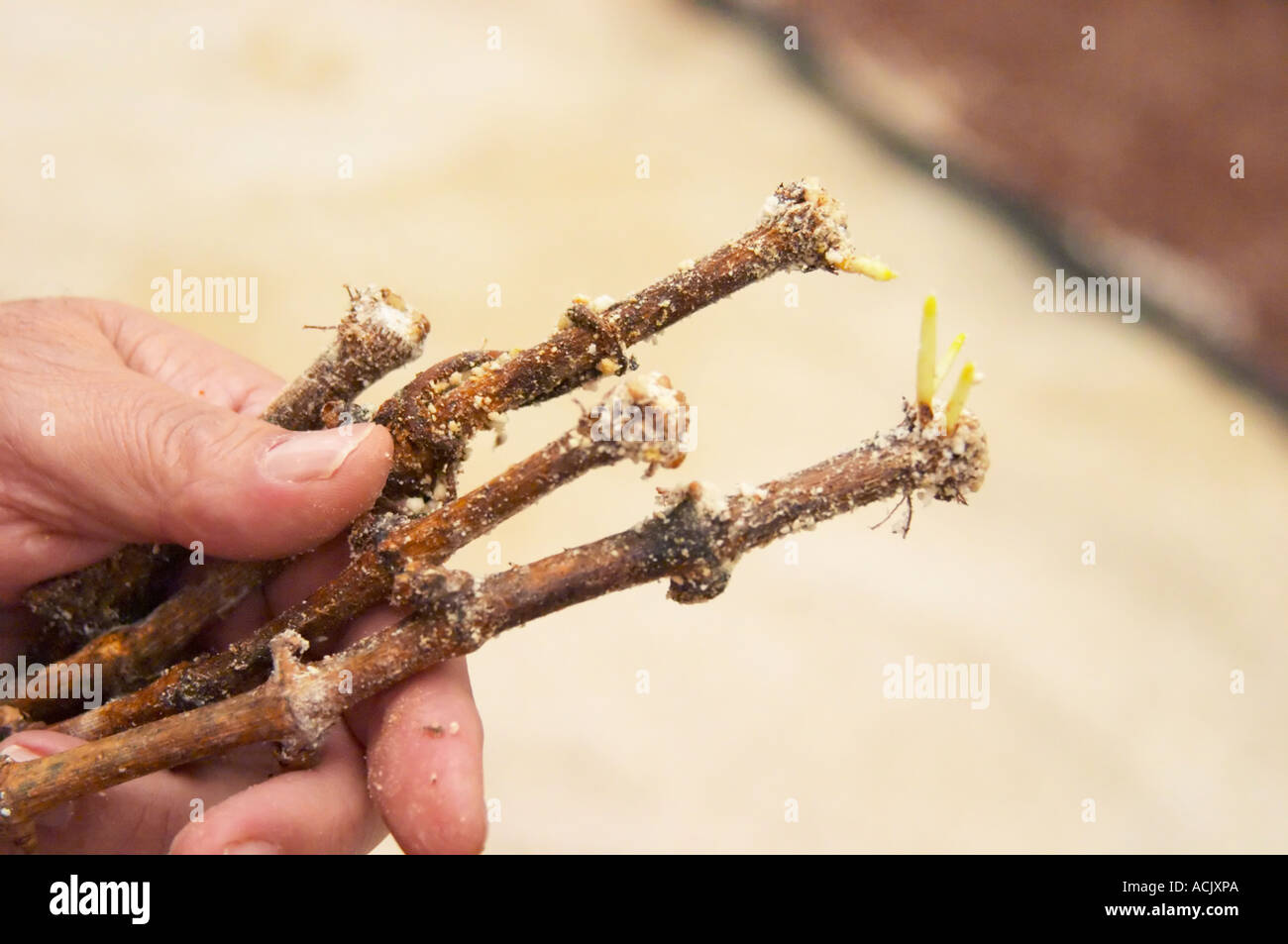 Vine stick hi-res stock photography and images - Alamy