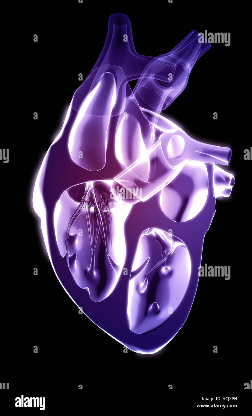 Sectional anatomy of the heart Stock Photo - Alamy