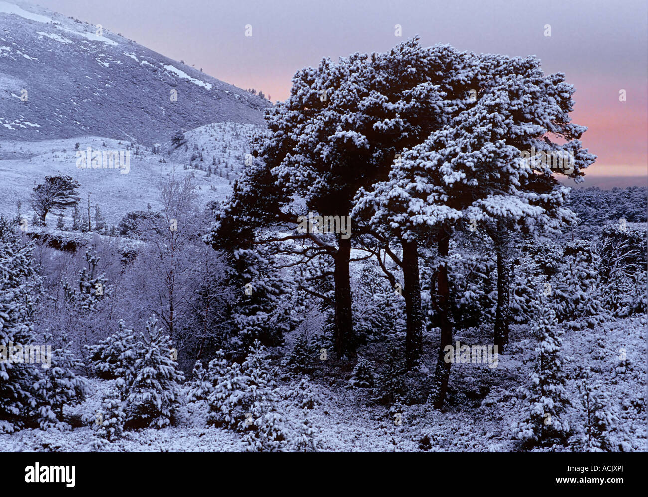 Scots Pine grove peppered with snow on slopes of Cairngorm, Highlands ...
