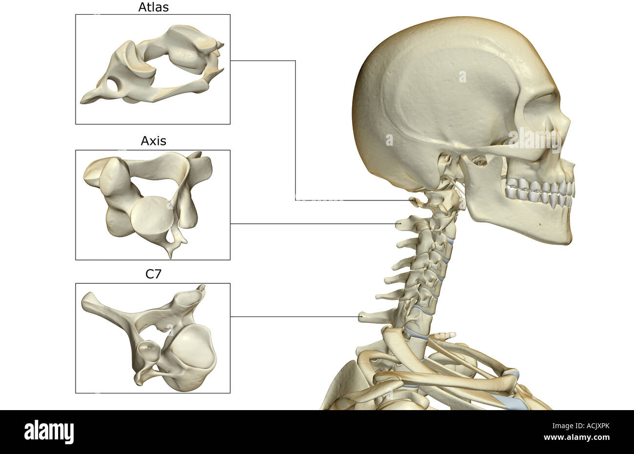Human neck bones Cut Out Stock Images & Pictures - Alamy