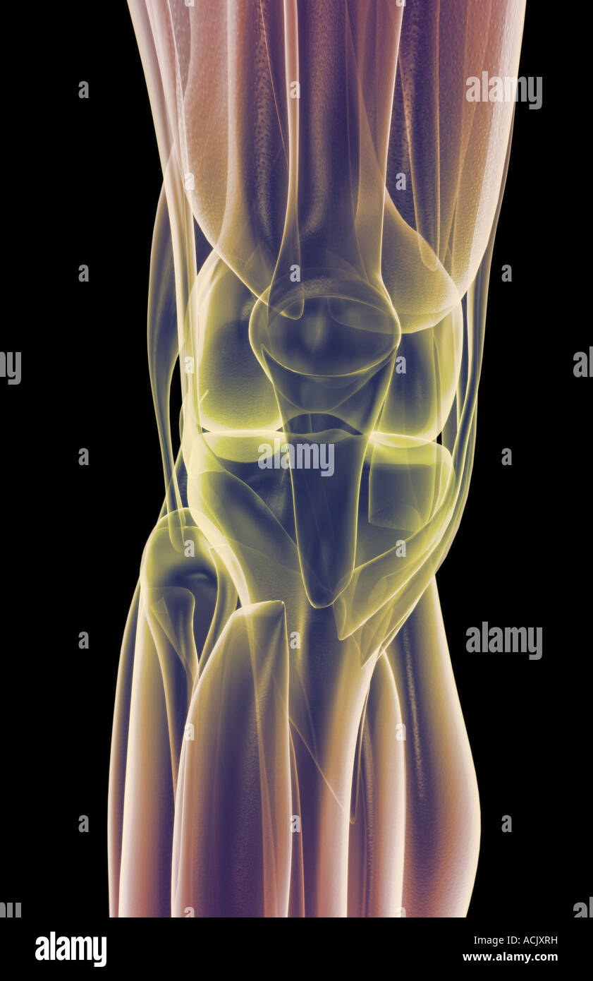 The muscles of the knee Stock Photo - Alamy