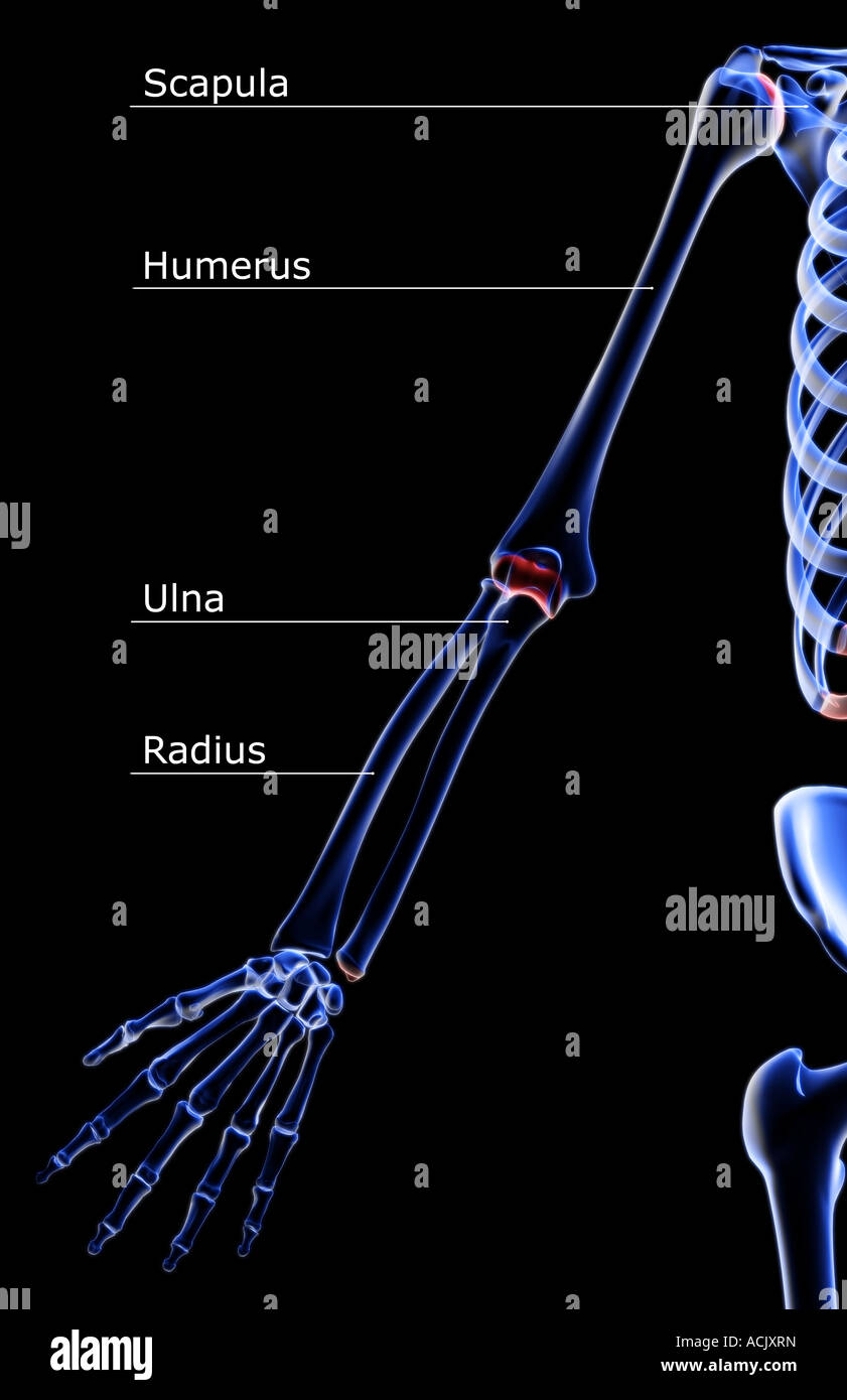 The bones of the upper limb Stock Photo - Alamy