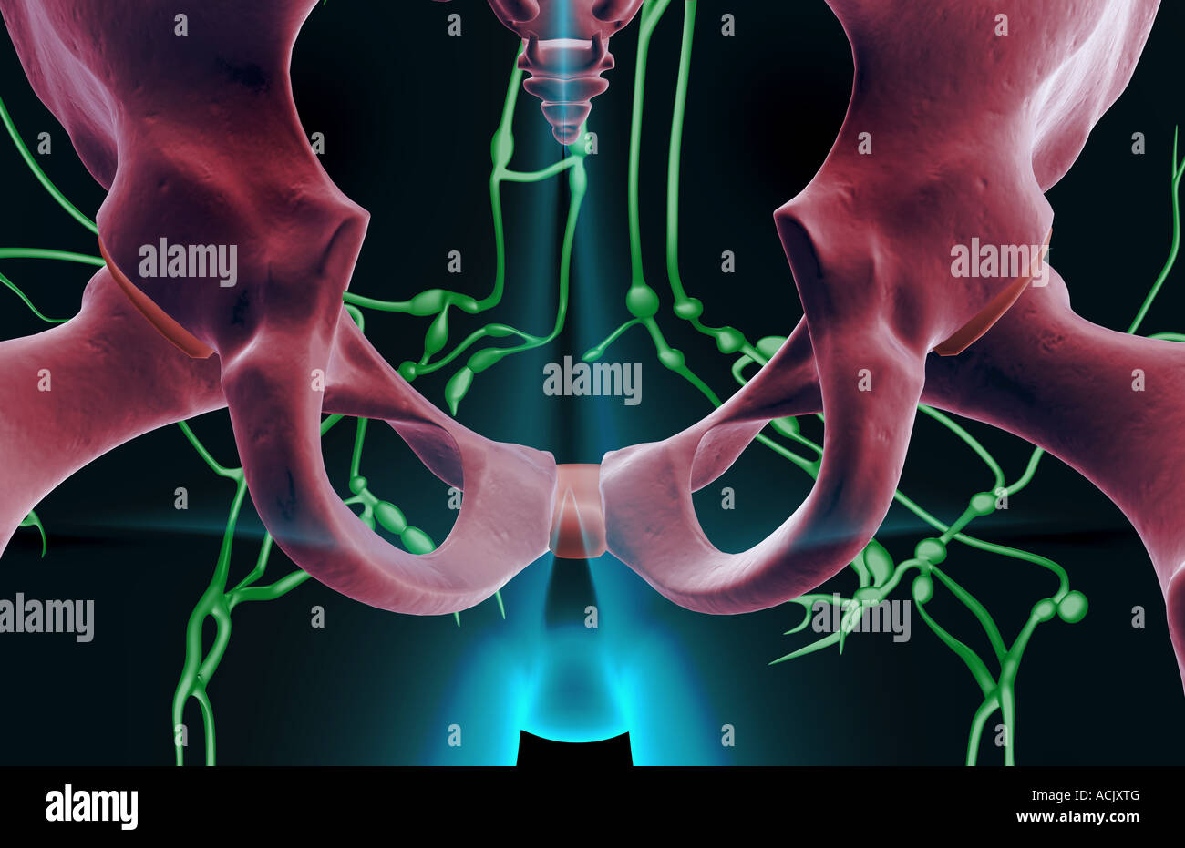 Lymph nodes of the pelvis hi-res stock photography and images - Alamy