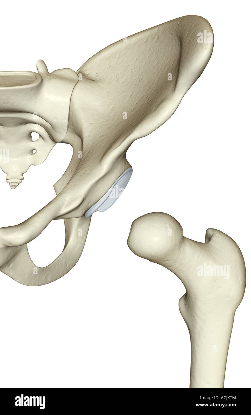 The bones of the hip Stock Photo - Alamy