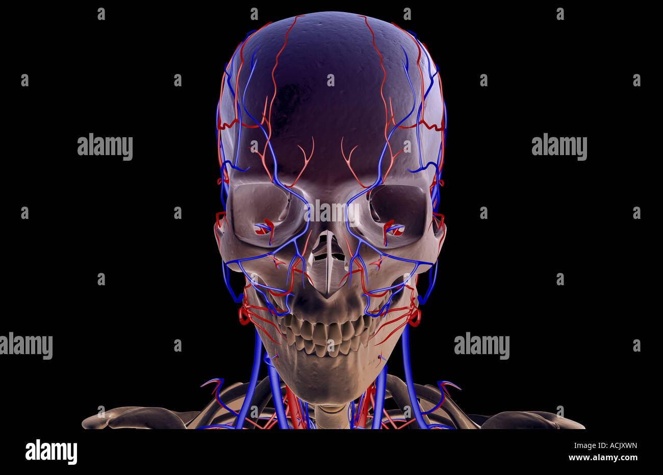 Facial Artery Stock Photos & Facial Artery Stock Images - Alamy