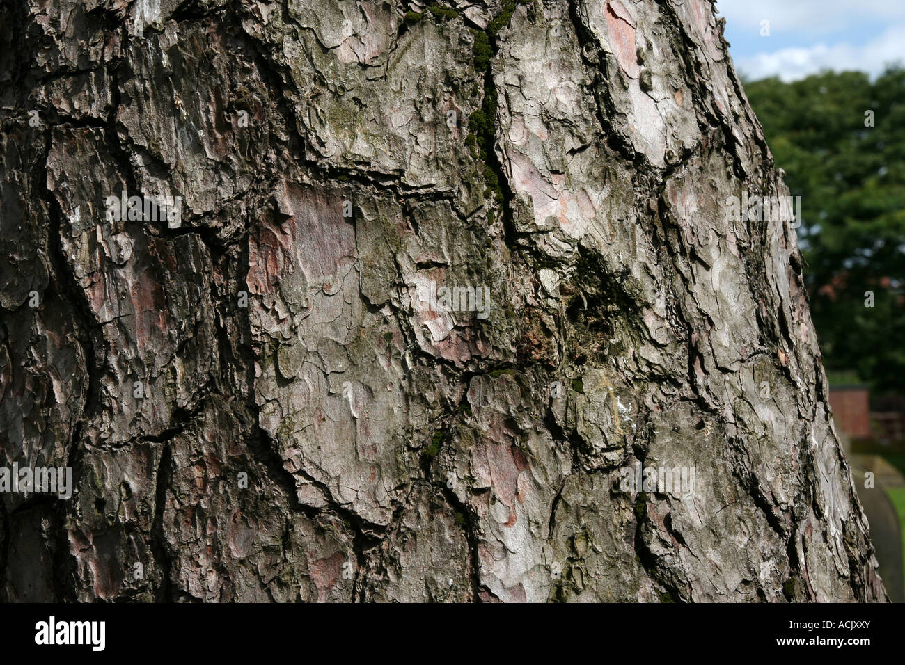 Coarse texture of bark on a pine tree Stock Photo - Alamy