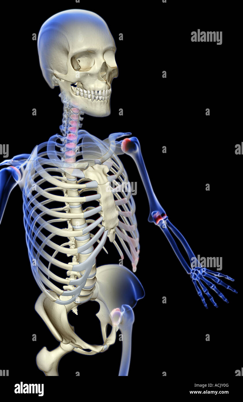The bones of the upper body Stock Photo - Alamy