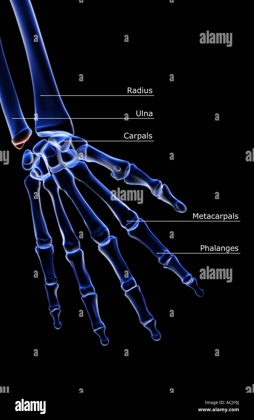 Capitate bones hi-res stock photography and images - Alamy