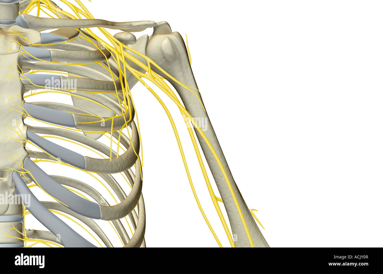 Axillary nerve shoulder hi-res stock photography and images - Alamy