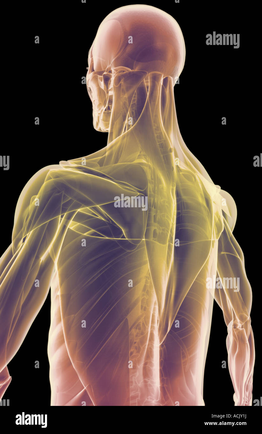 The muscles of the upper body Stock Photo - Alamy