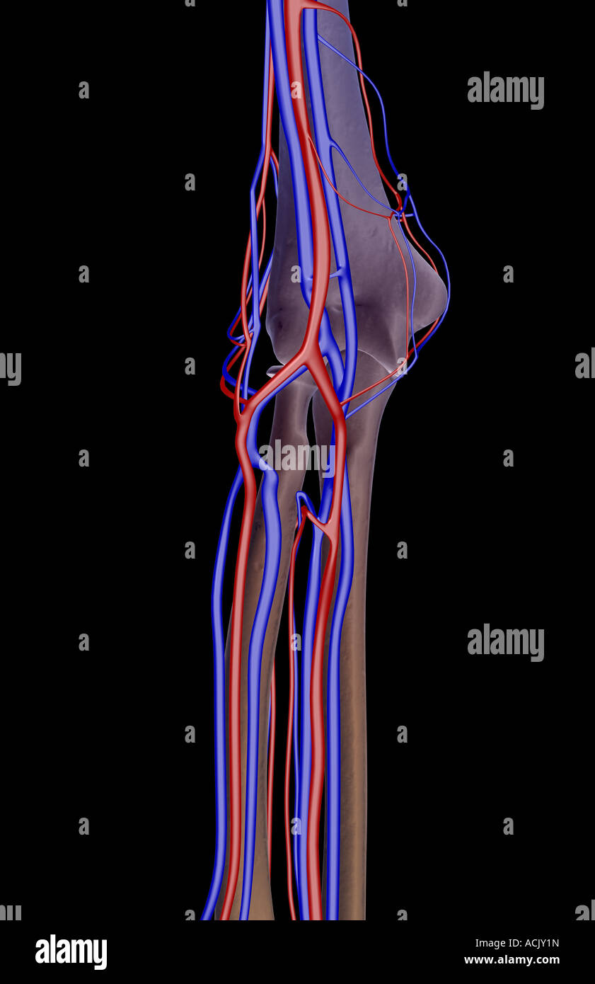The blood supply of the elbow Stock Photo - Alamy