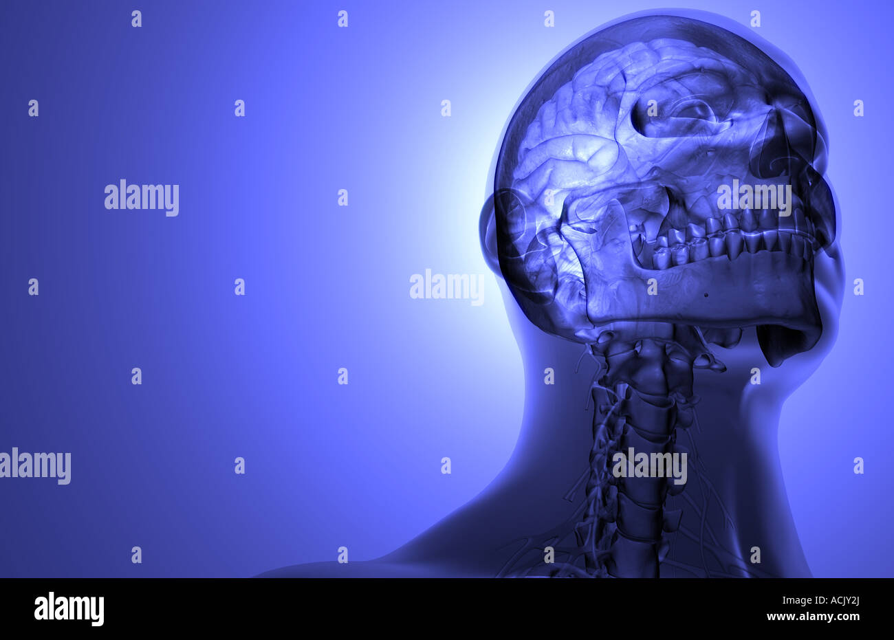 Brain cervical spinal nerves hi-res stock photography and images - Alamy