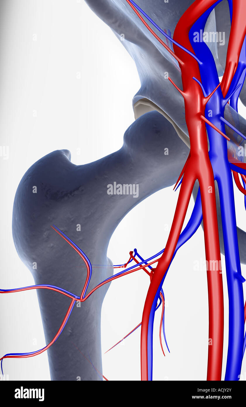 The blood supply of the hip Stock Photo - Alamy