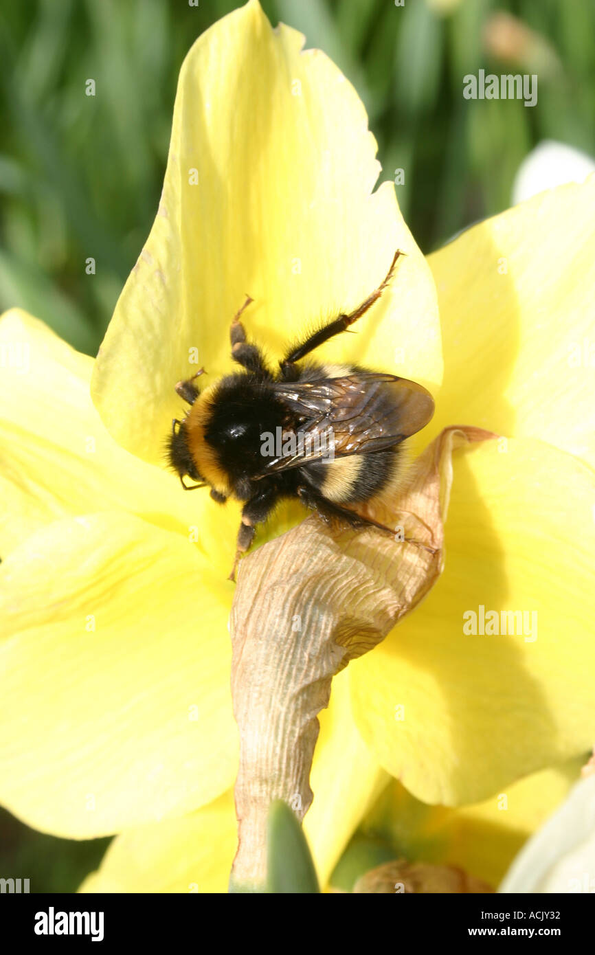 Bumblebee daffodil bee hi-res stock photography and images - Alamy