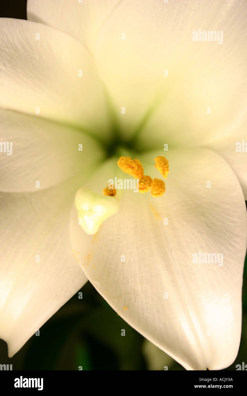 study of white lily Stock Photo - Alamy