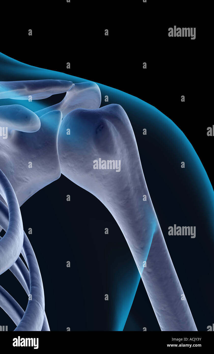 The bones of the shoulder Stock Photo - Alamy