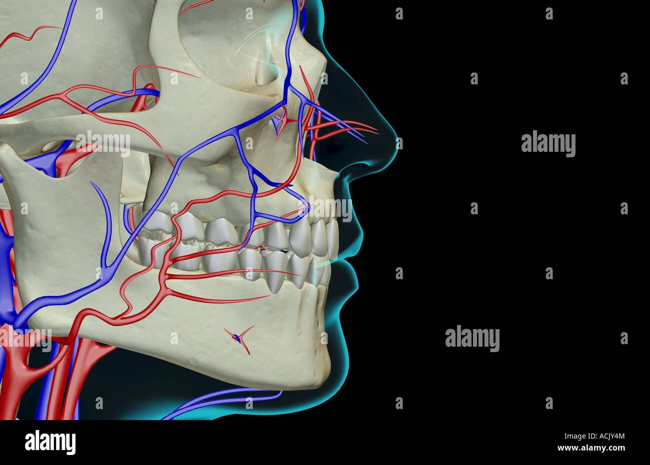 Facial Artery High Resolution Stock Photography and Images - Alamy