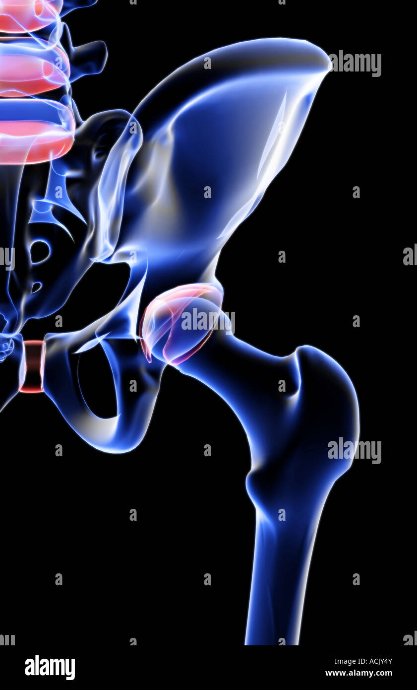 The bones of the hip Stock Photo - Alamy