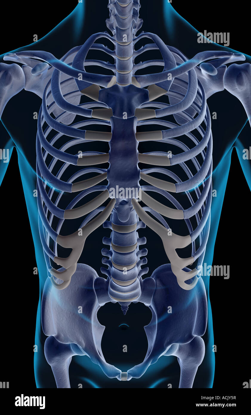 The bones of the trunk Stock Photo - Alamy