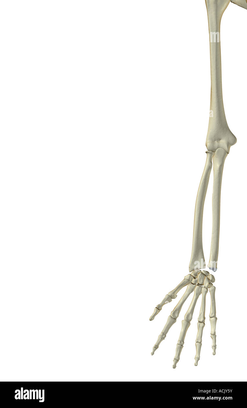 The bones of the upper limb Stock Photo - Alamy