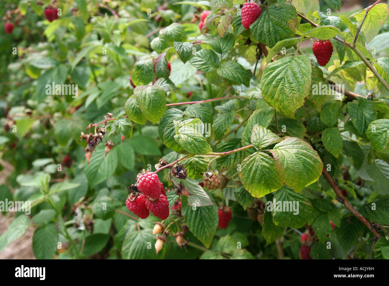Raspberries growing on a bush Stock Photo - Alamy