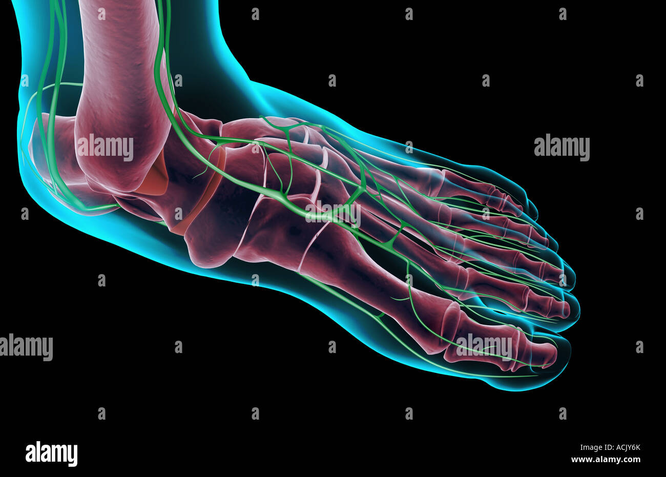 The lymph supply of the foot Stock Photo - Alamy