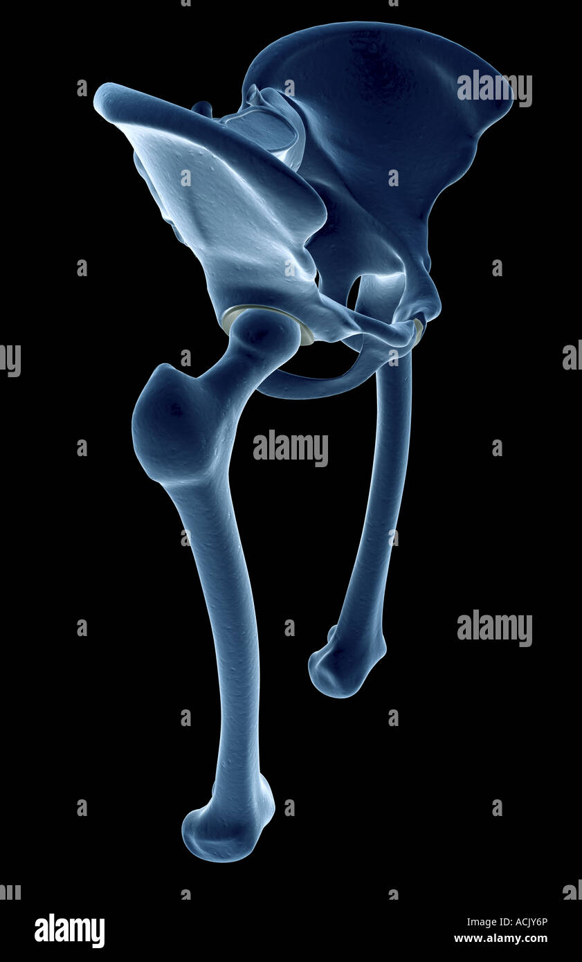 Front and side view of pelvis of hi-res stock photography and images ...