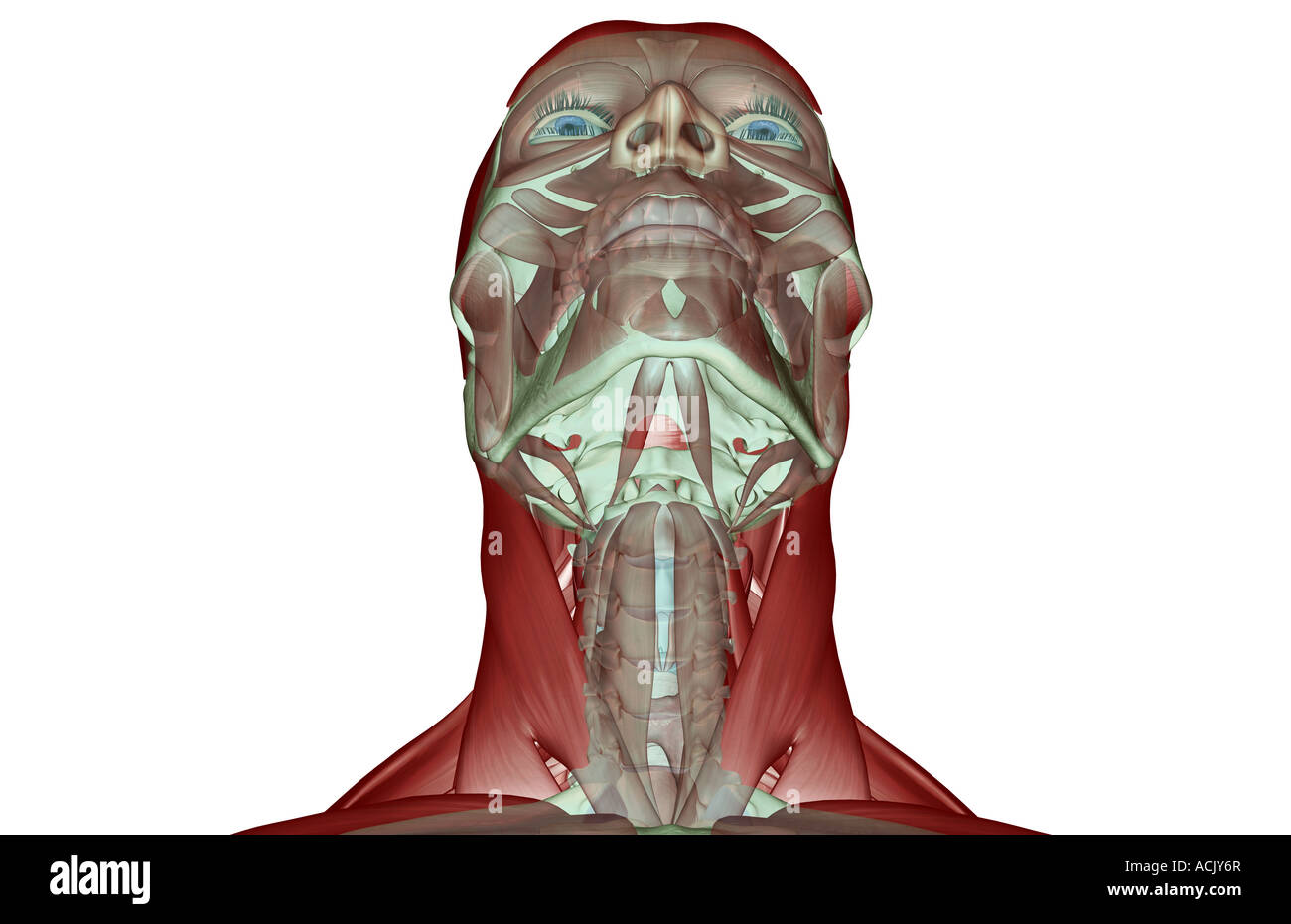 Human neck muscles sternocleidomastoid illustration hi-res stock ...