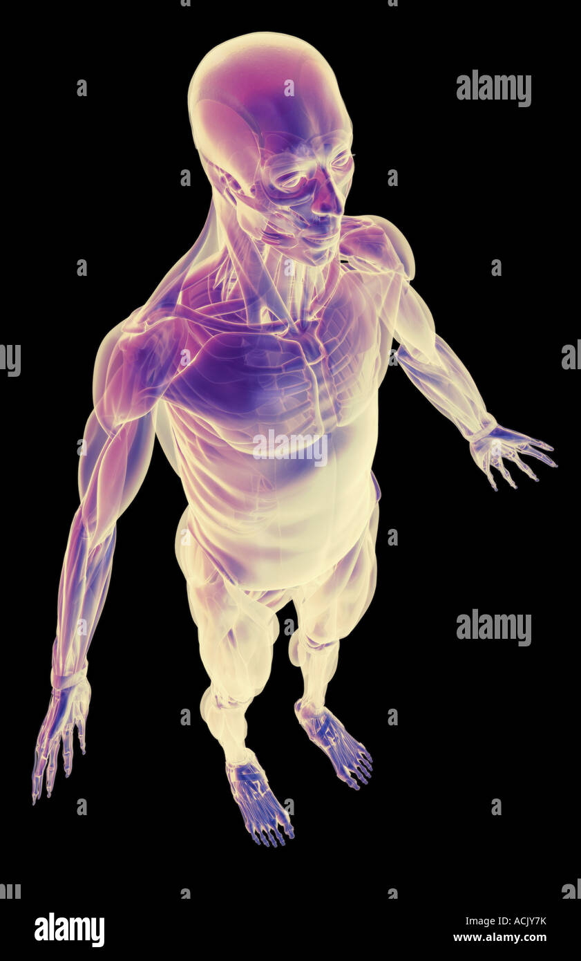 The muscular system Stock Photo - Alamy