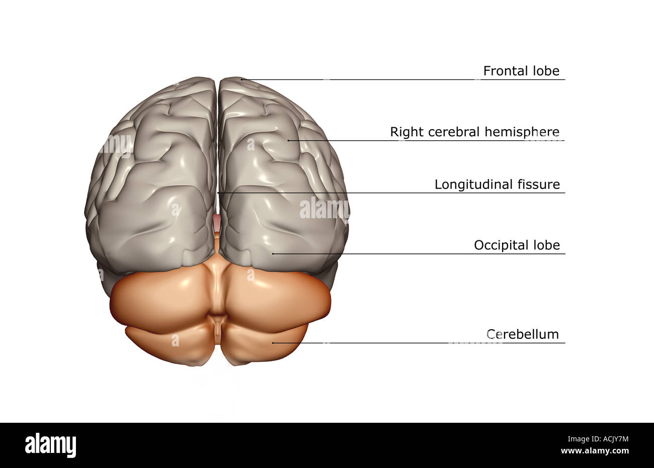 Human skeleton with labeled anatomy hi-res stock photography and images ...
