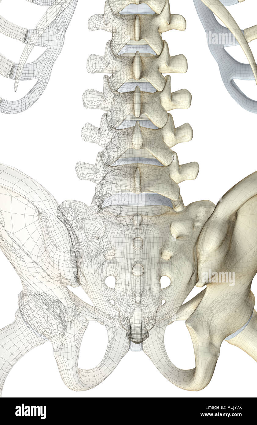 The bones of the lower back Stock Photo - Alamy