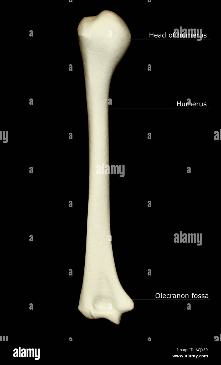 Humerus Labeled Diagram