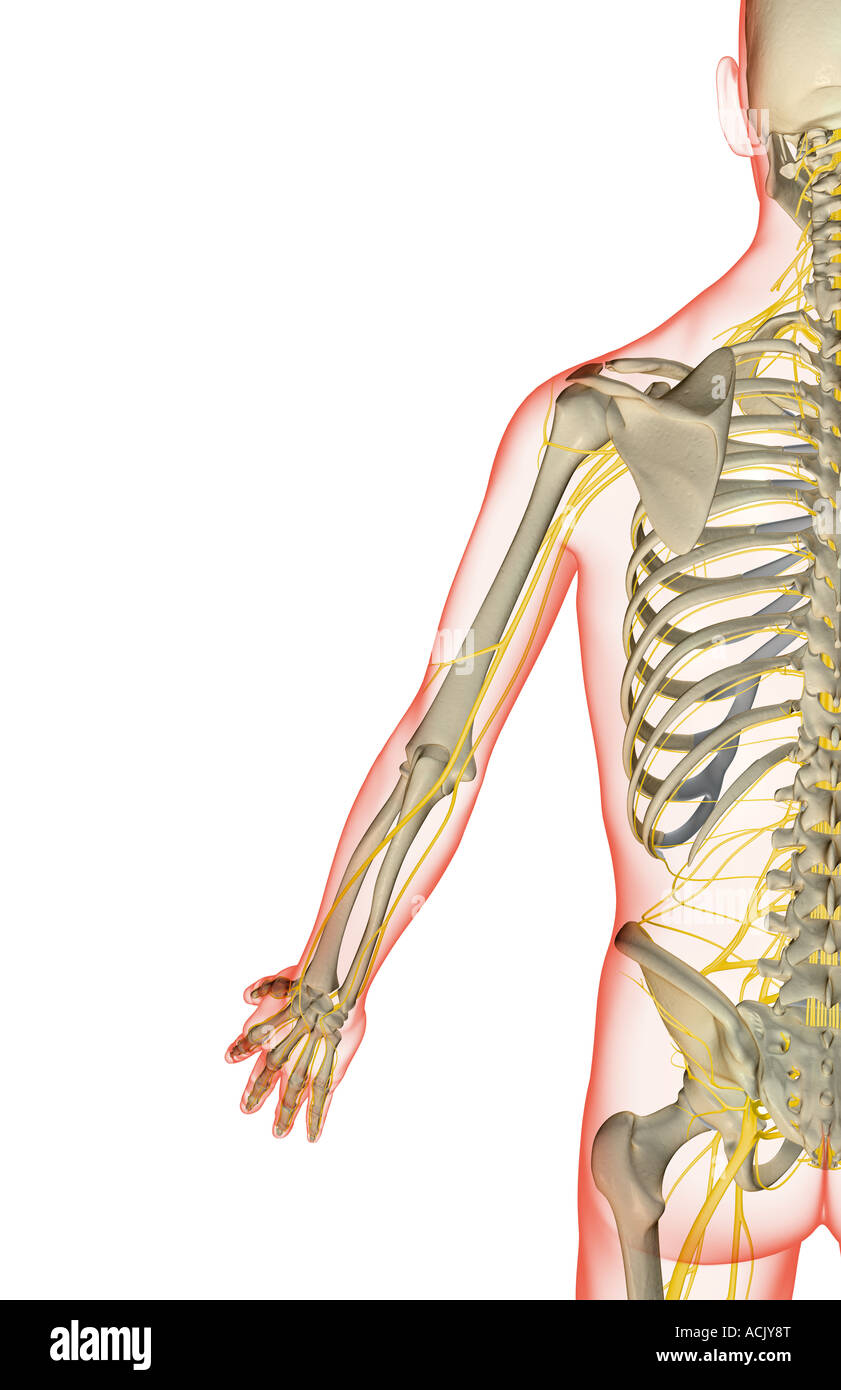 The nerves of the upper limb Stock Photo - Alamy