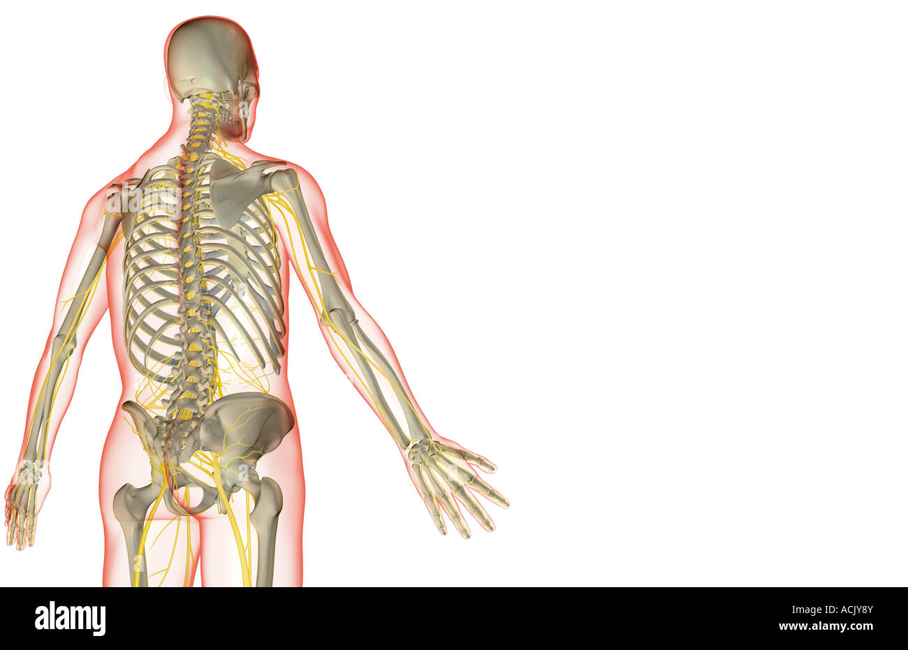 Transparent view human body Cut Out Stock Images & Pictures - Alamy