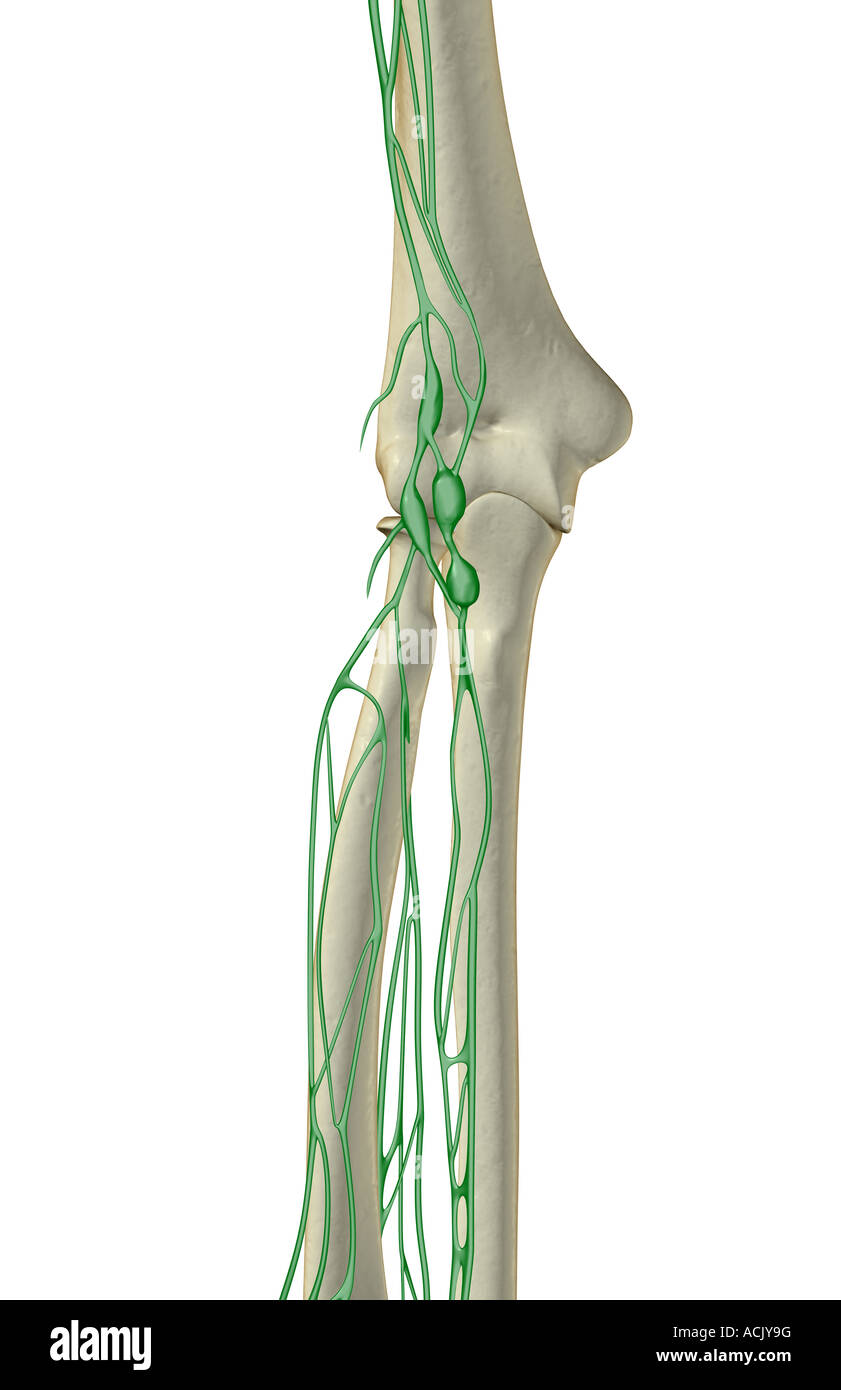 The lymph supply of the elbow Stock Photo - Alamy