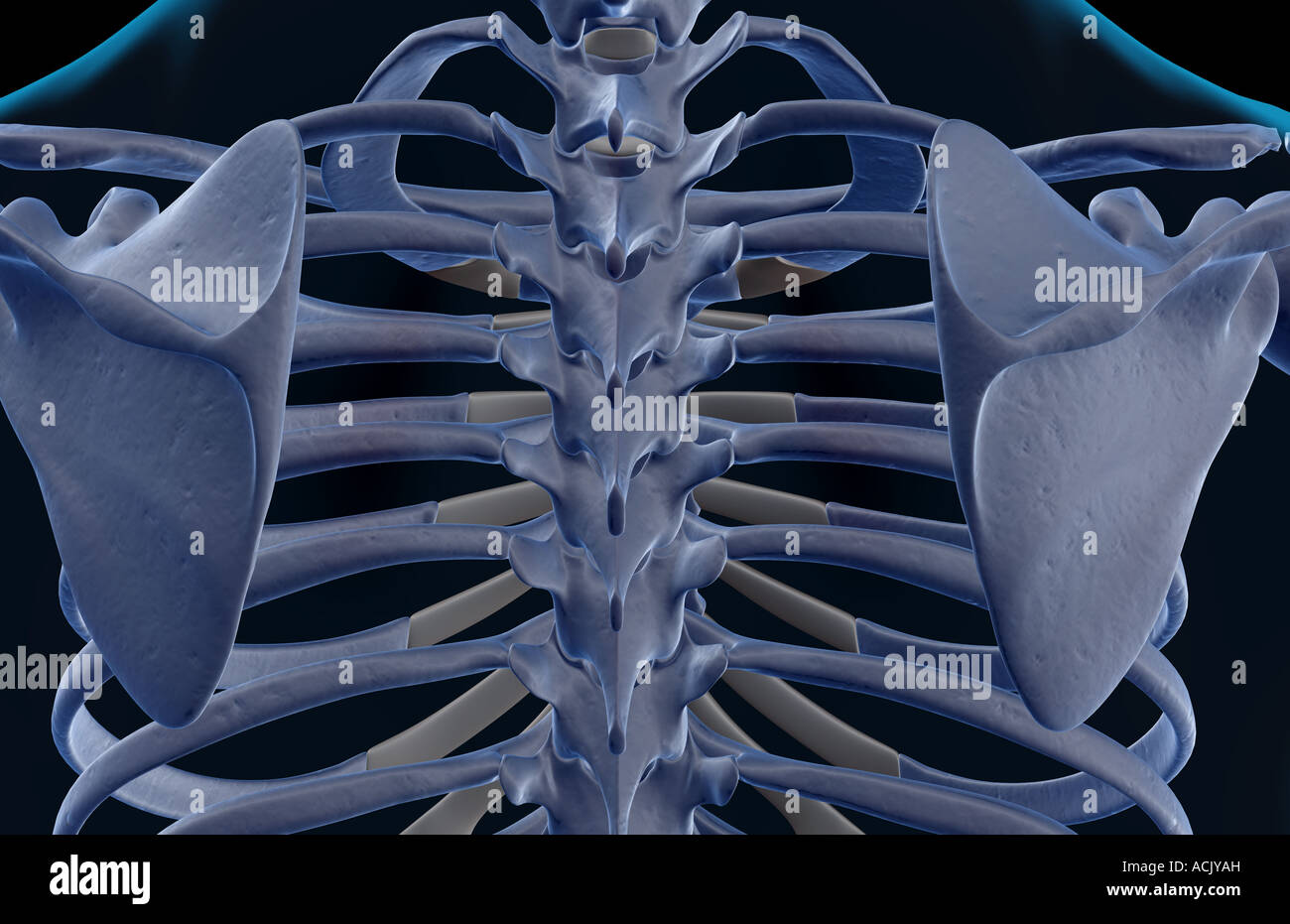 The bones of the shoulder Stock Photo - Alamy