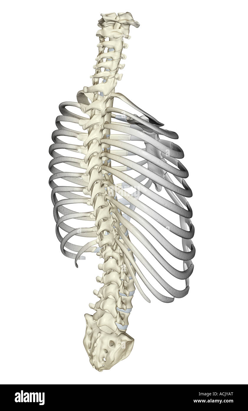 Thorax spine Cut Out Stock Images & Pictures - Alamy
