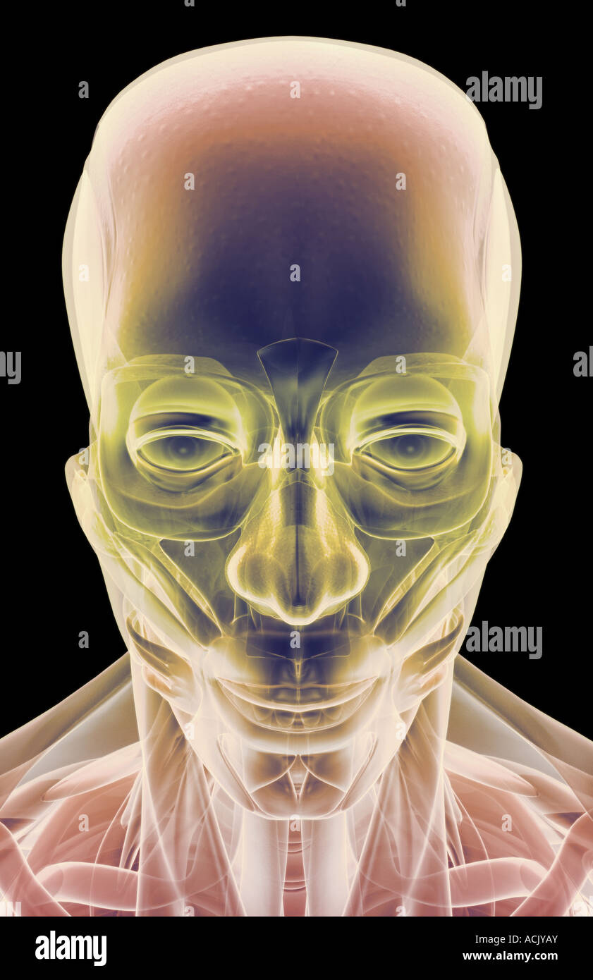 The muscles of the head and face Stock Photo - Alamy