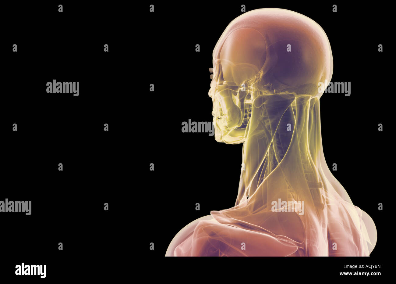 The muscles of the head and neck Stock Photo - Alamy