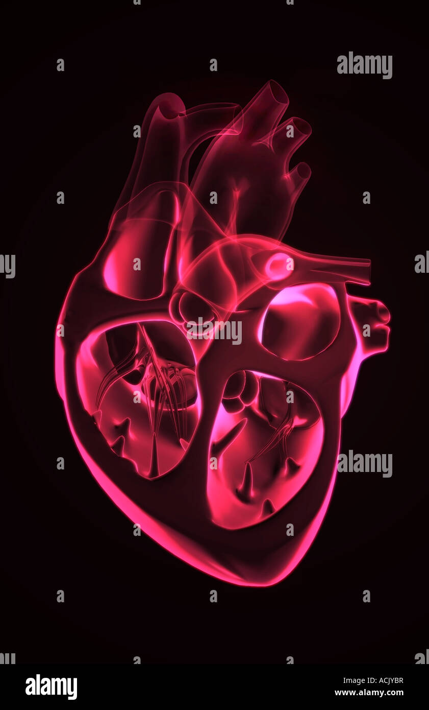 Sectional anatomy of the heart Stock Photo - Alamy