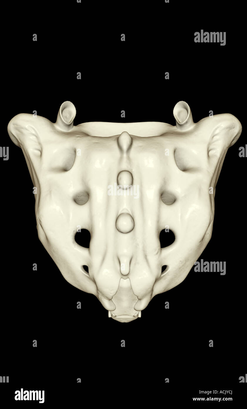 Sacral foramen hi-res stock photography and images - Alamy