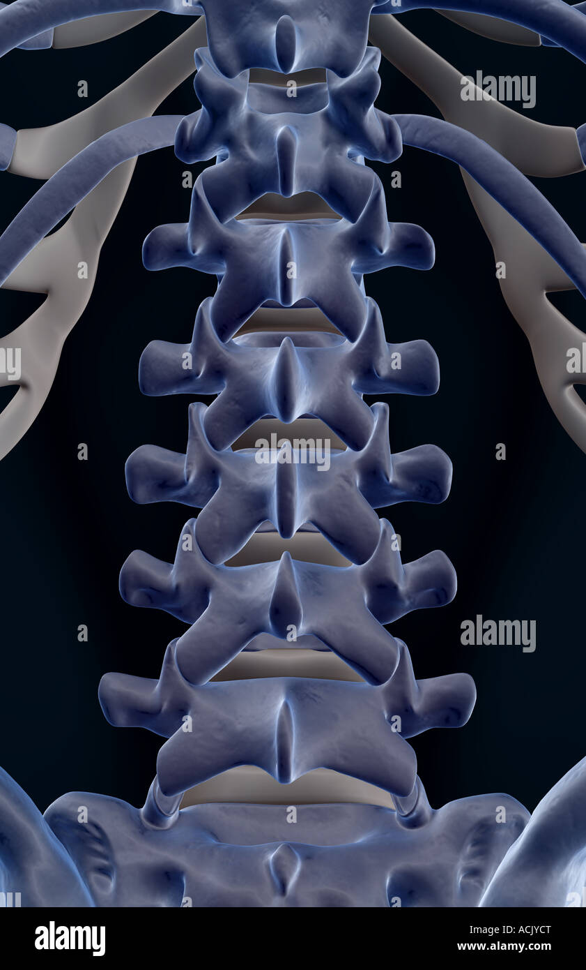The bones of lumbar vertebrae Stock Photo - Alamy