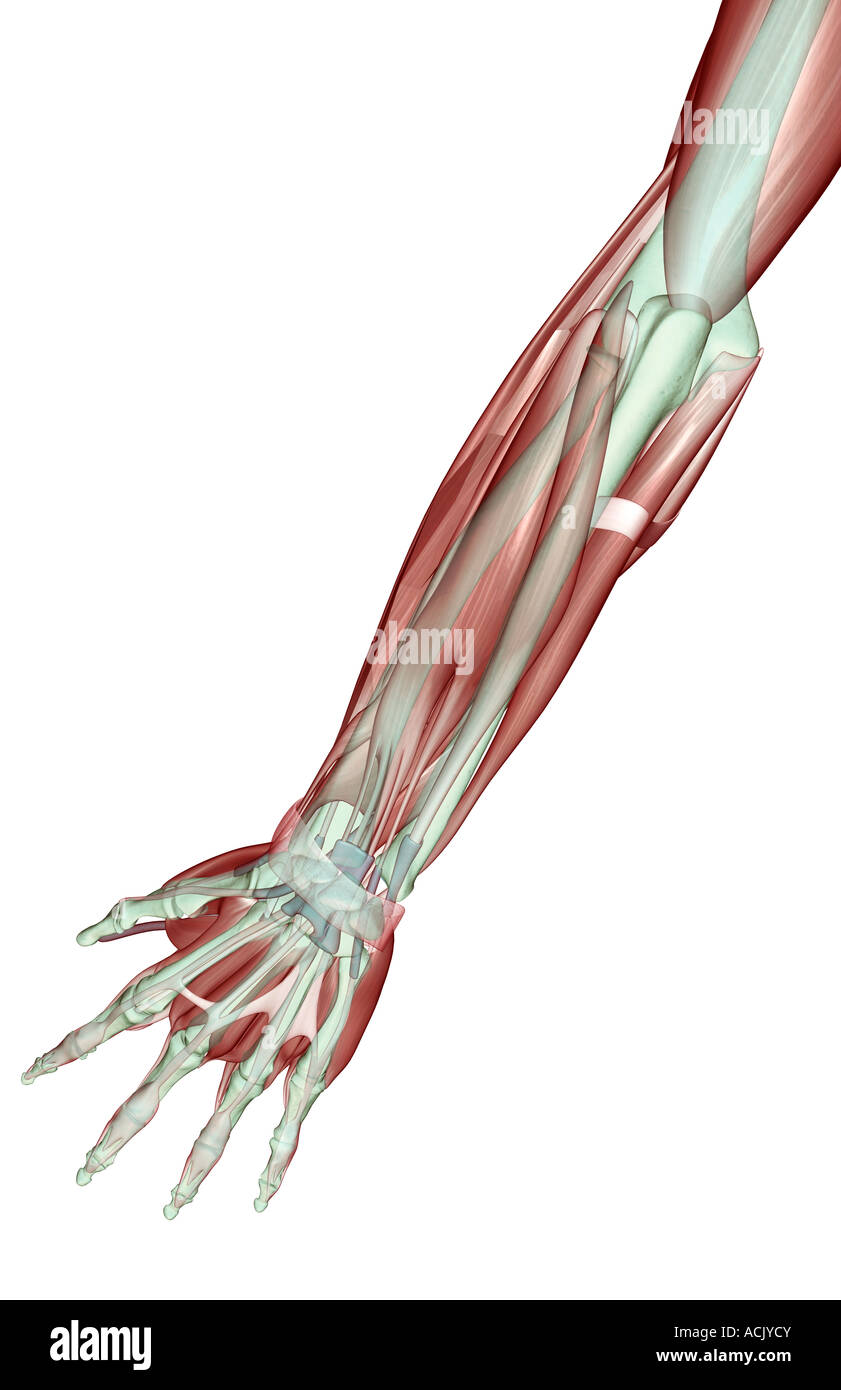 The musculoskeleton of the forearm Stock Photo - Alamy
