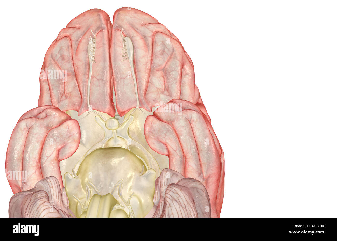 Optic chiasm hi-res stock photography and images - Alamy
