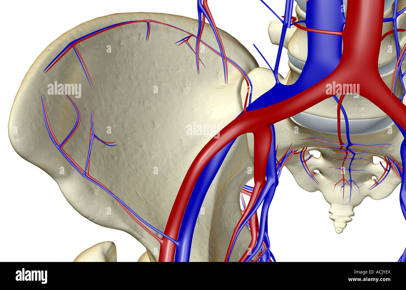 Common iliac vein hi-res stock photography and images - Alamy