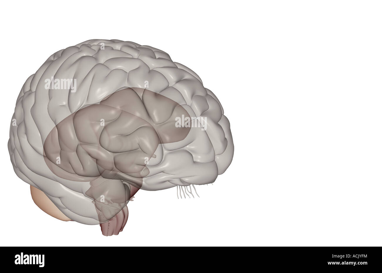 Human brainstem illustration Cut Out Stock Images & Pictures - Alamy