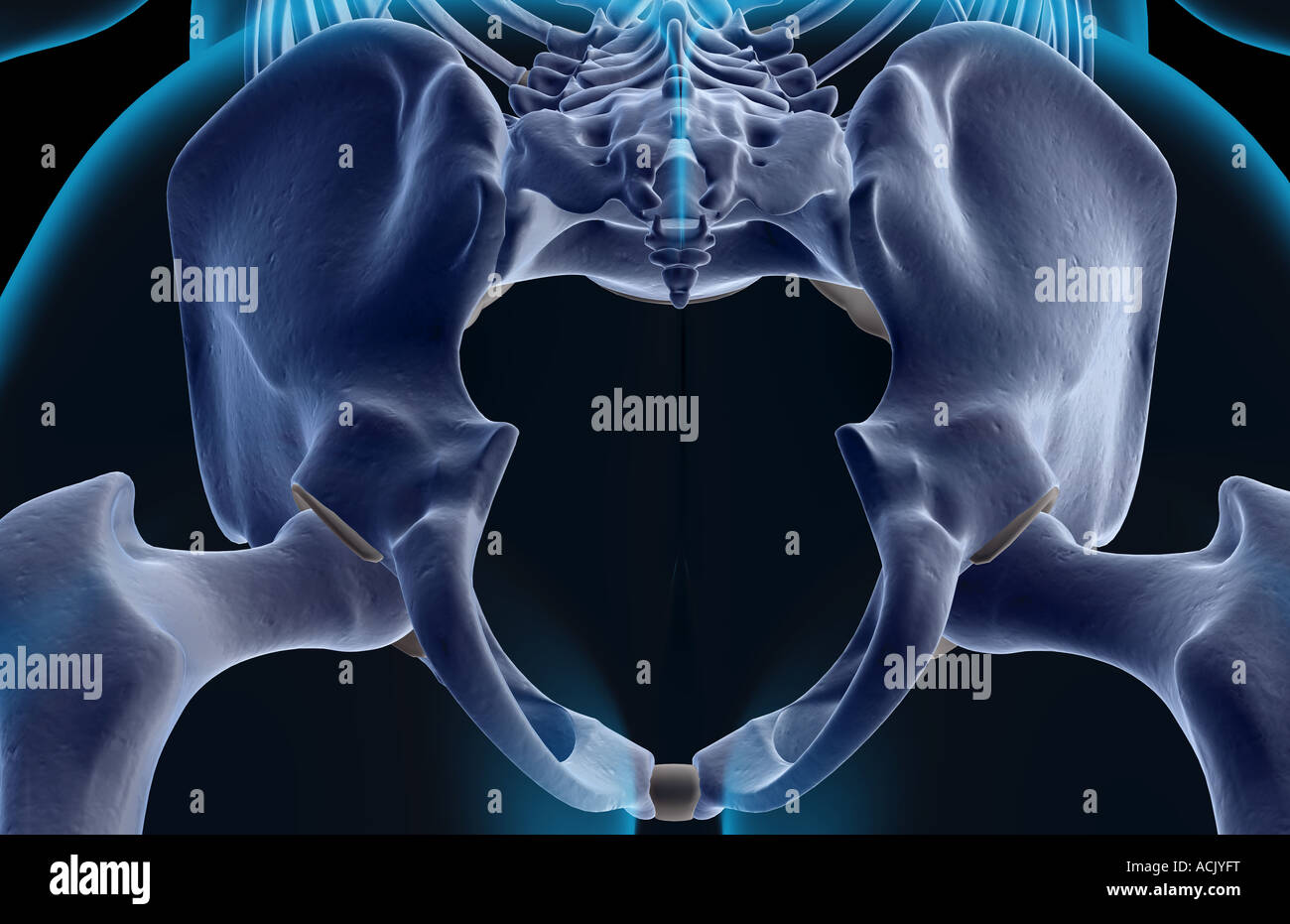 The bones of the pelvis Stock Photo - Alamy